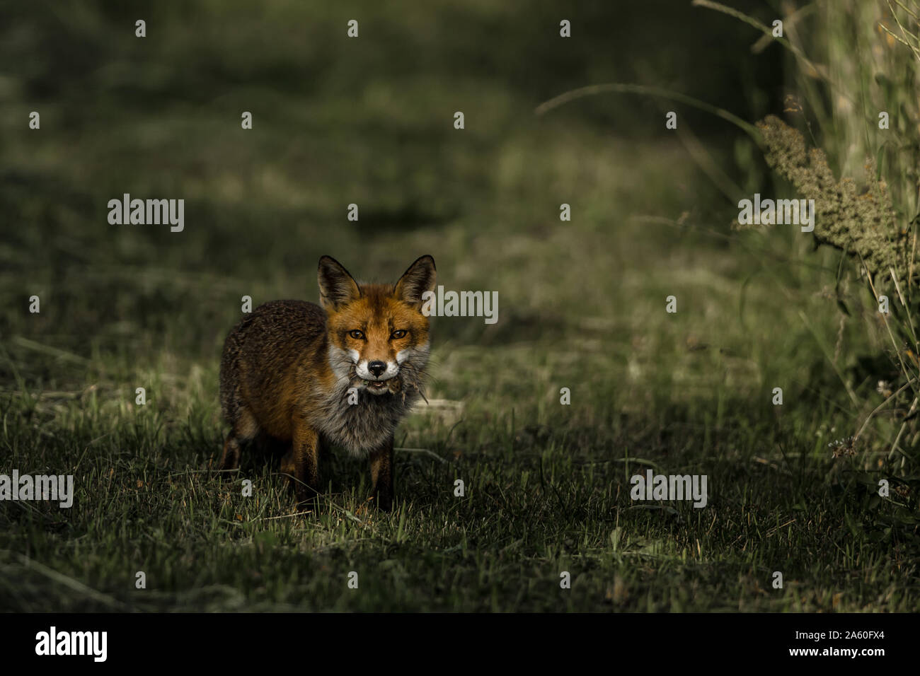 Beautiful fox hi-res stock photography and images - Alamy