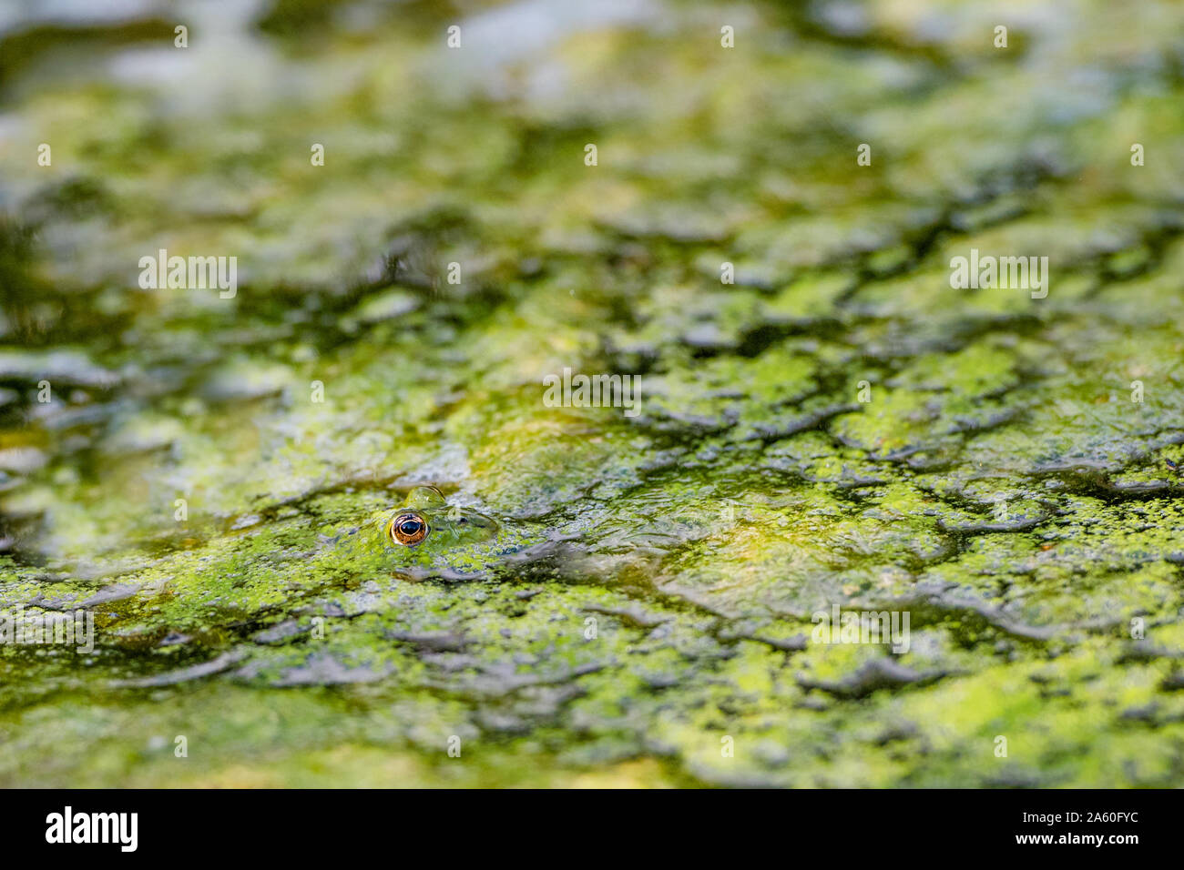 Small frog camouflaged in the water Stock Photo - Alamy