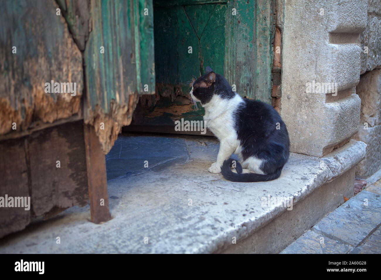 Cat standing on stairs hi-res stock photography and images - Alamy