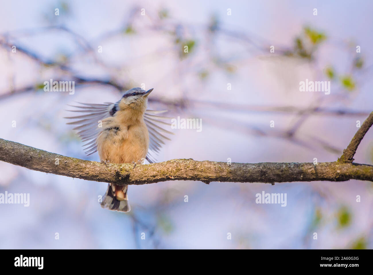 Cute little nuthatch perching Stock Photo - Alamy