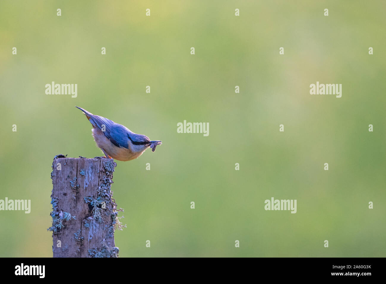 Cute little nuthatch perching Stock Photo - Alamy