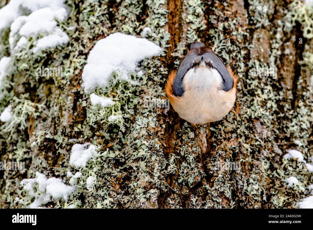 Cute little nuthatch perching Stock Photo - Alamy