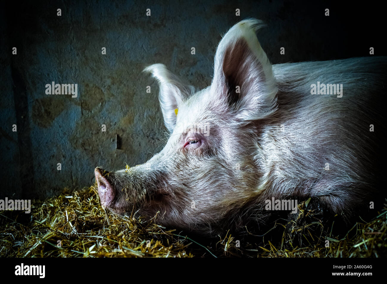 Beautiful and peaceful pig in a farm sanctuary Stock Photo - Alamy