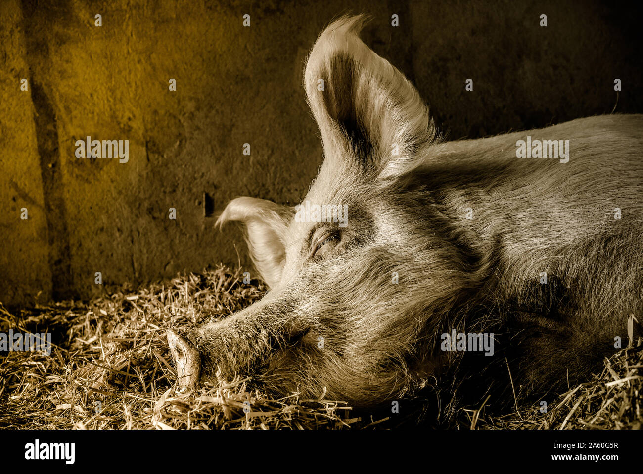Beautiful and peaceful pig in a farm sanctuary Stock Photo - Alamy