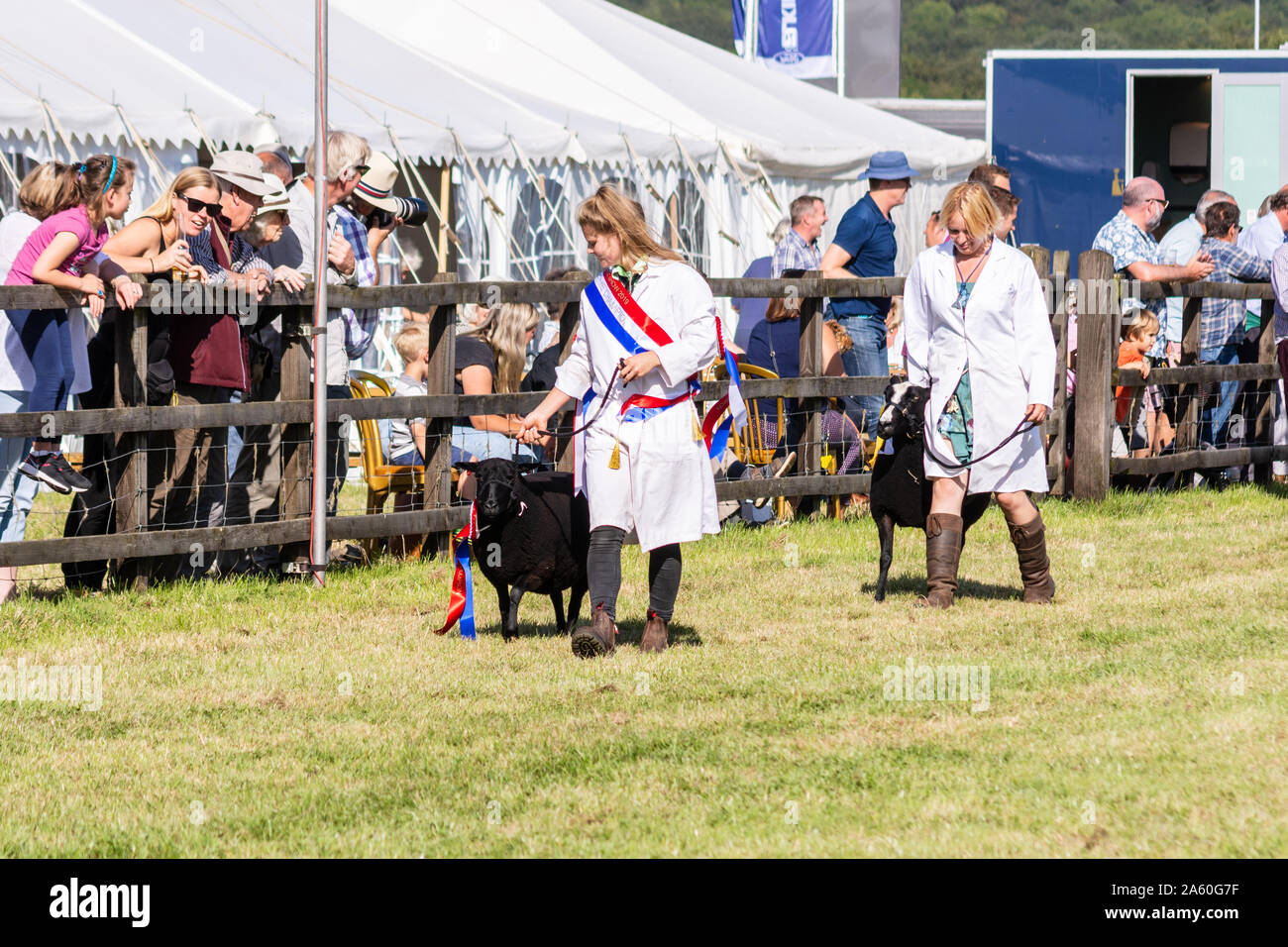 The grand parade of livestock is lead by the supreme champions sheep at ...