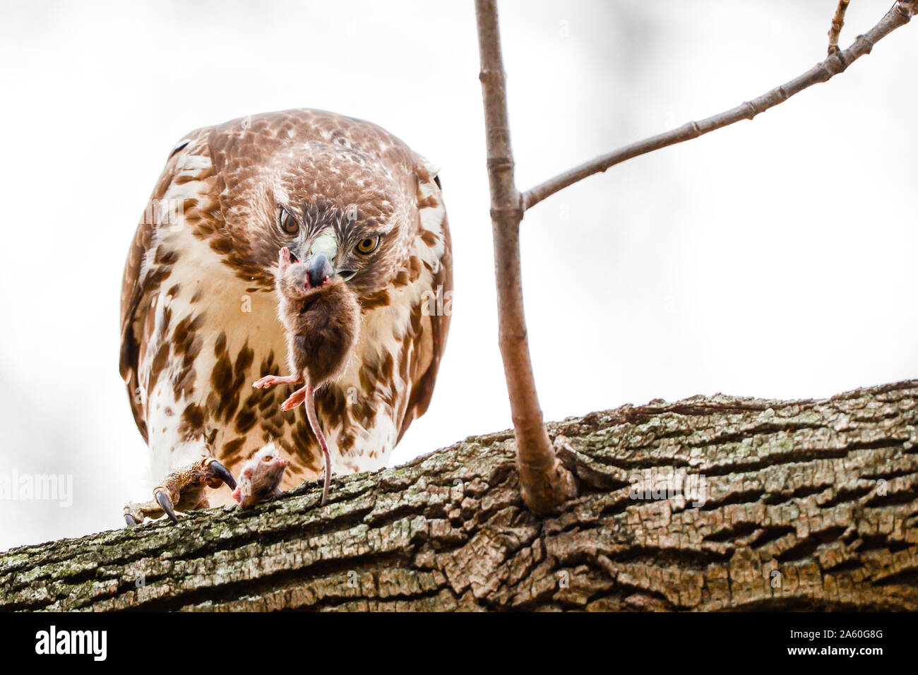 Hawk with prey hi-res stock photography and images - Alamy