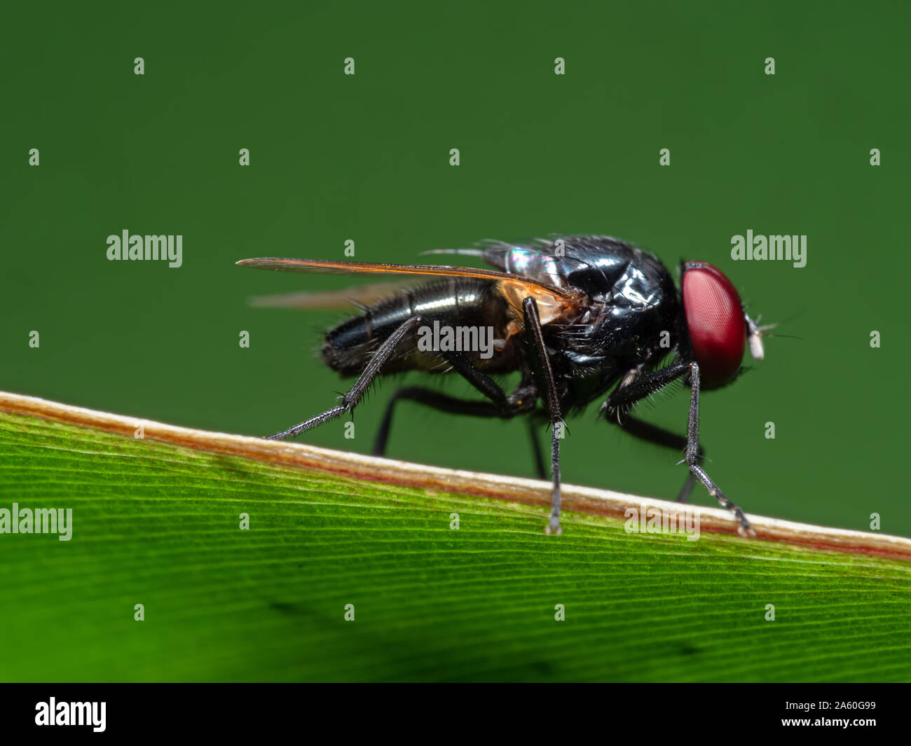 Macro Photography of Black Blowfly on Green Leaf Isolated on Green ...