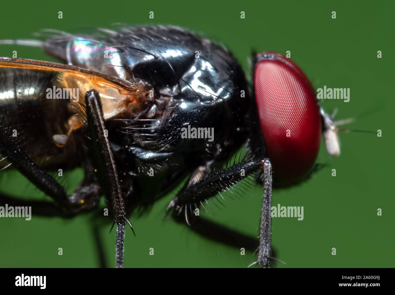 Macro Photography of Black Blowfly on Green Leaf Isolated on Green ...