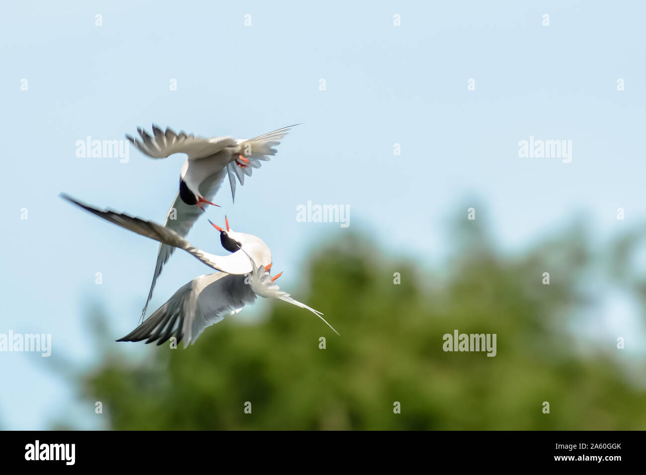 Birds in flight (Common terns Stock Photo - Alamy
