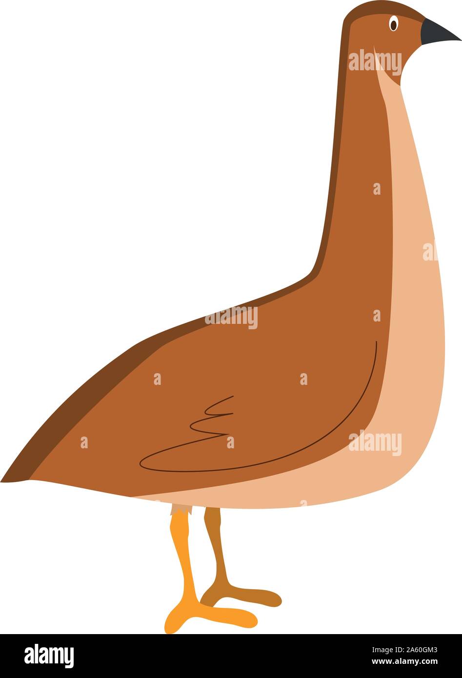 Cute cartoon quail vector illustration Stock Vector Image & Art - Alamy