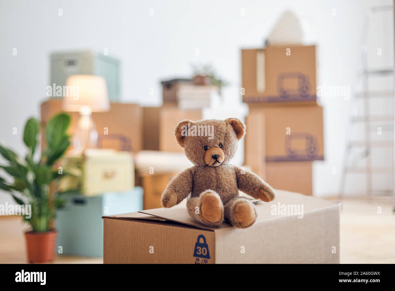 Teddy bear on cardboard box in an empty room in a new home Stock Photo ...