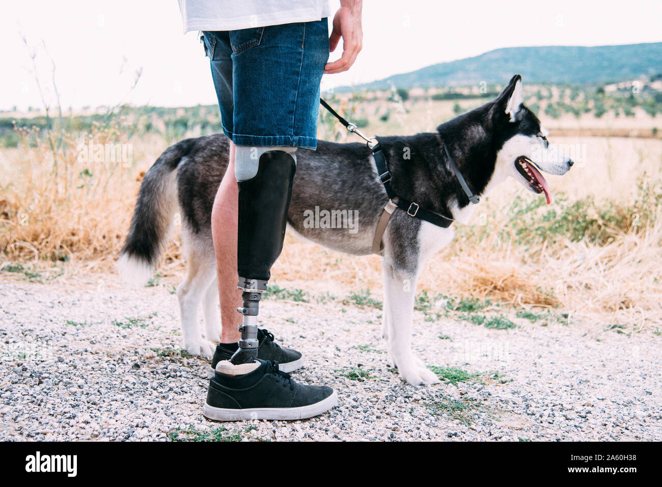Artificial leg dog hi-res stock photography and images - Alamy