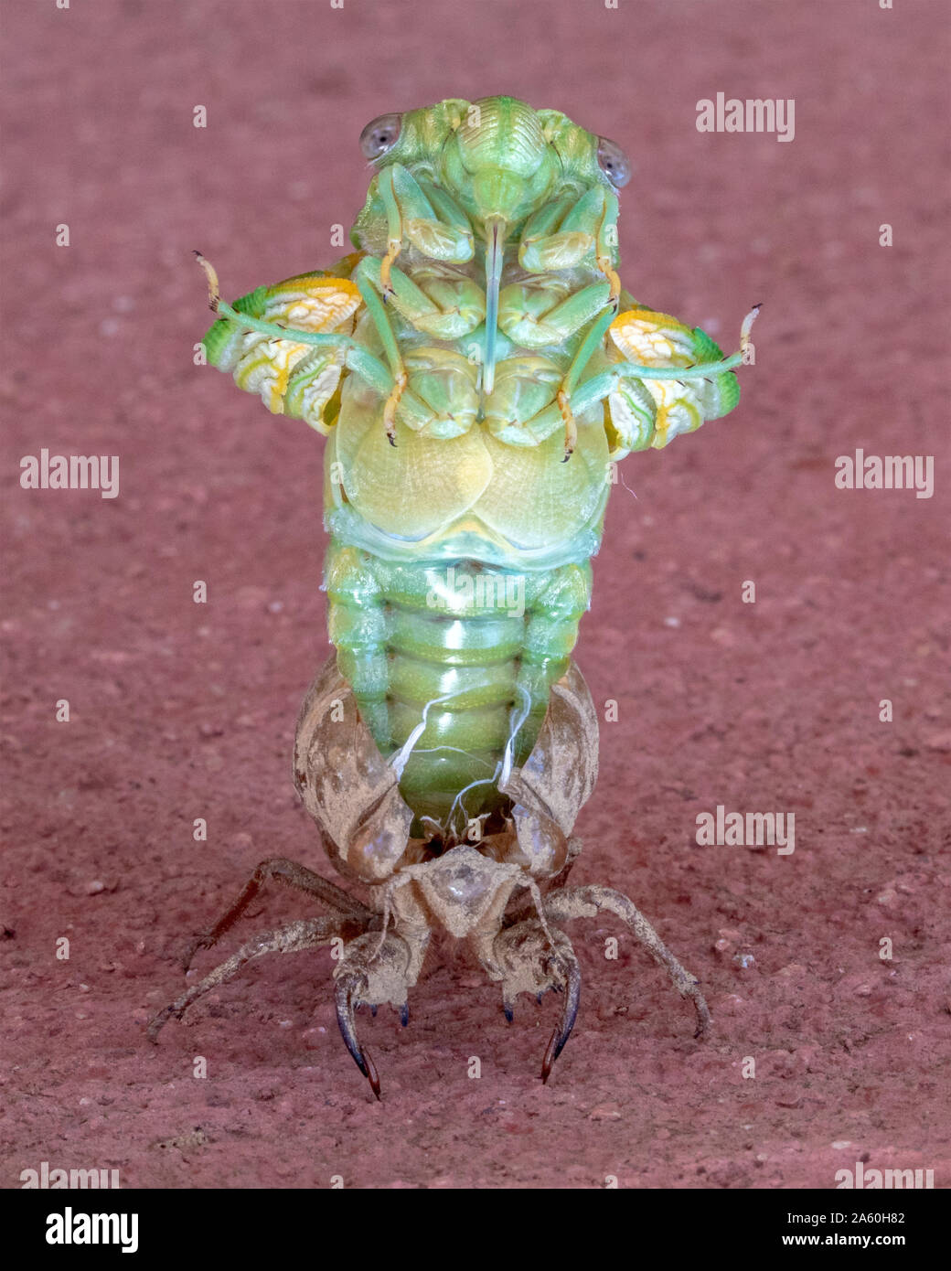 Cicada France High Resolution Stock Photography and Images - Alamy