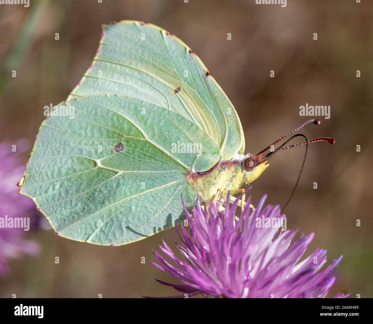 Butterfly Cleopatra High Resolution Stock Photography and Images - Alamy