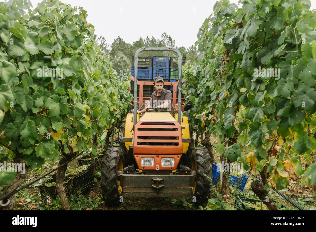 Farm tractor with harvested grapes in vineyard Stock Photo - Alamy