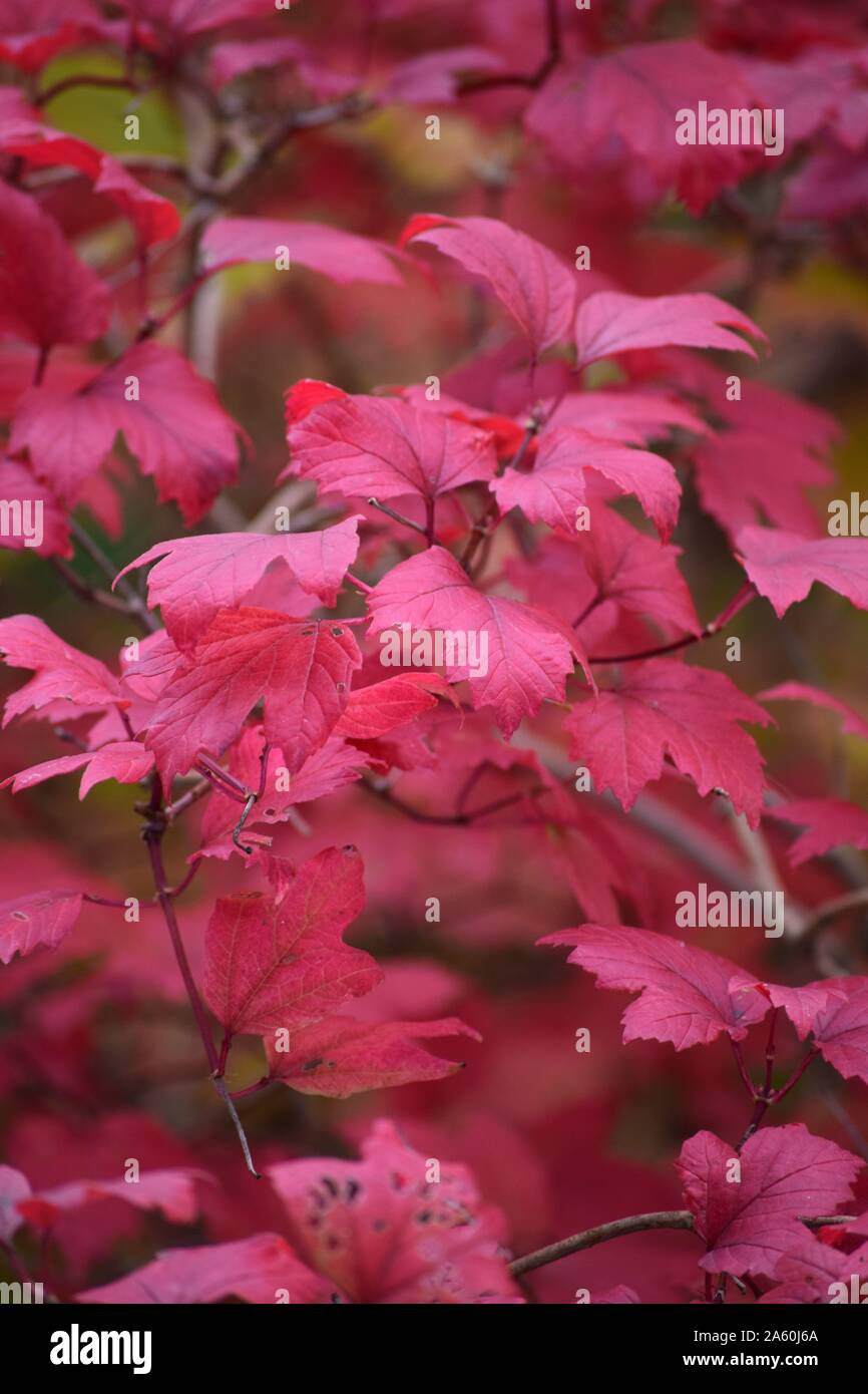 Snowball shrub in fantastic Autumn red Stock Photo - Alamy