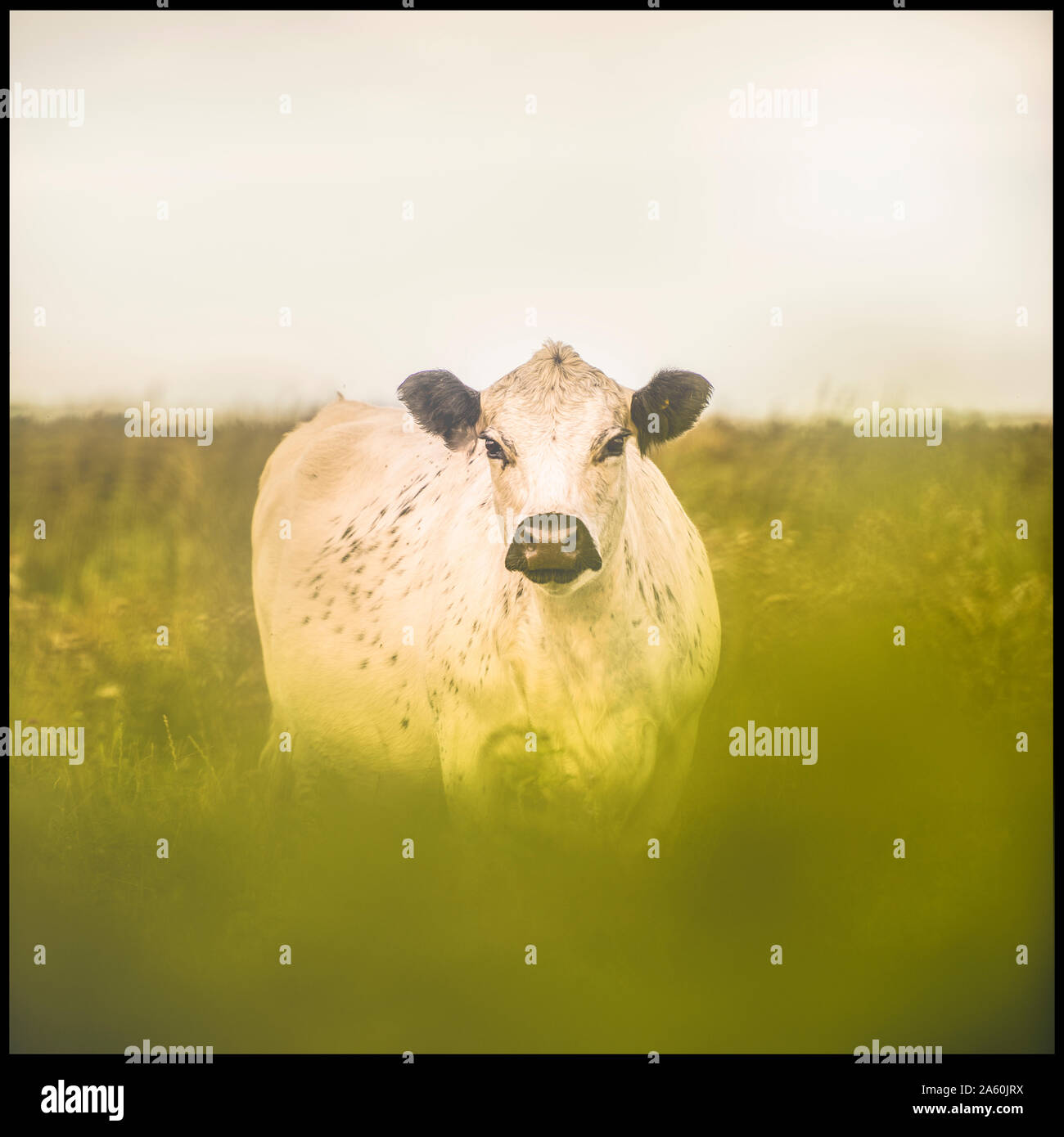 Chicken fart hi-res stock photography and images - Alamy