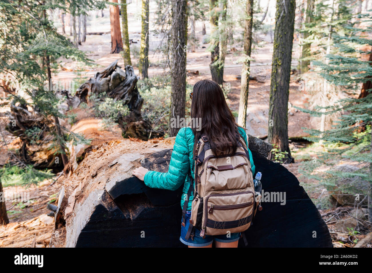 Giant sequoia person hi-res stock photography and images - Alamy