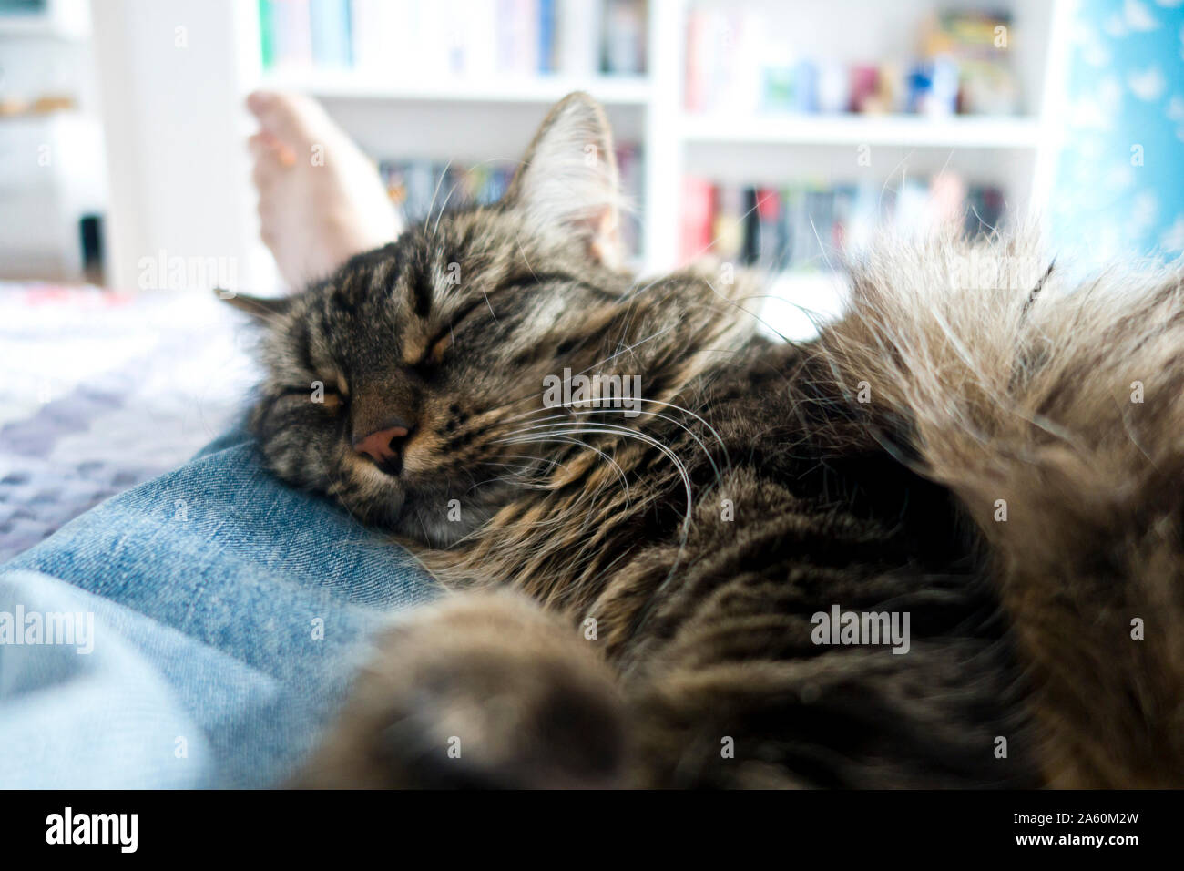 Cat sleep with human hi-res stock photography and images - Alamy