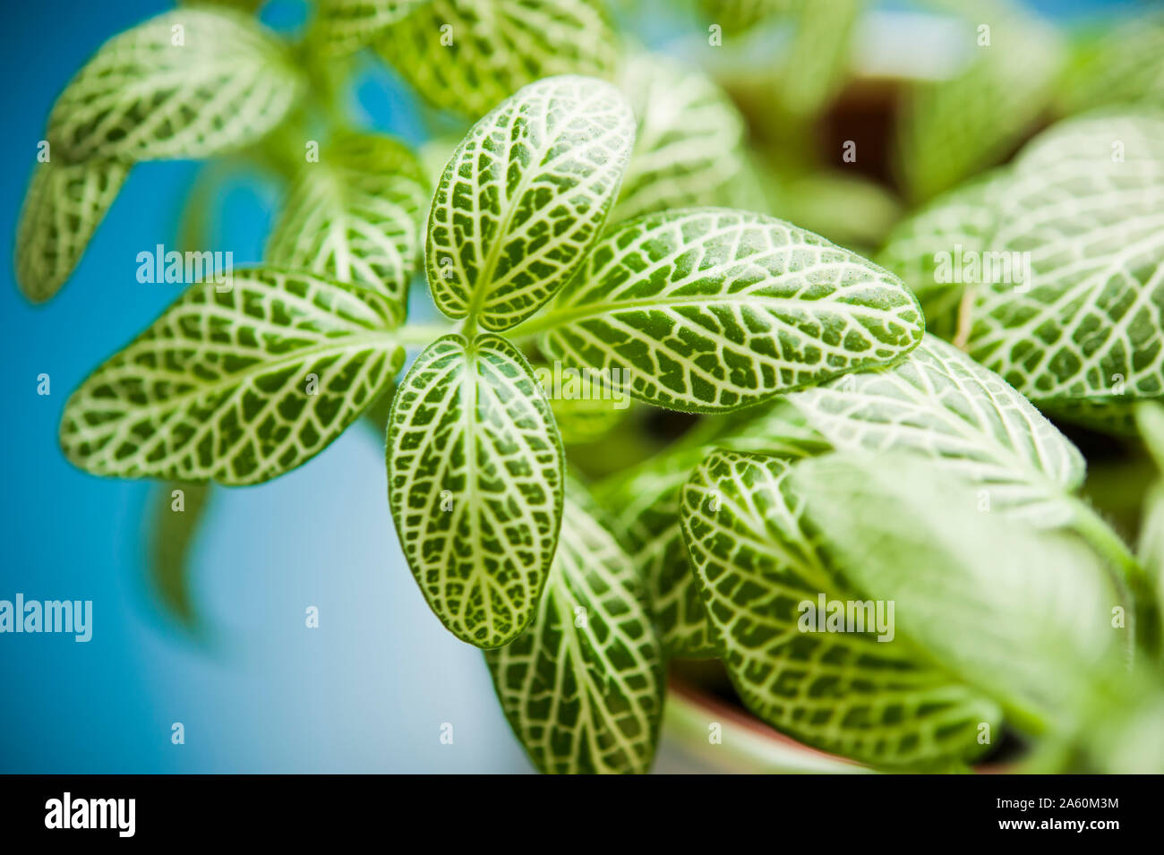 Fittonia albivenis hi-res stock photography and images - Alamy