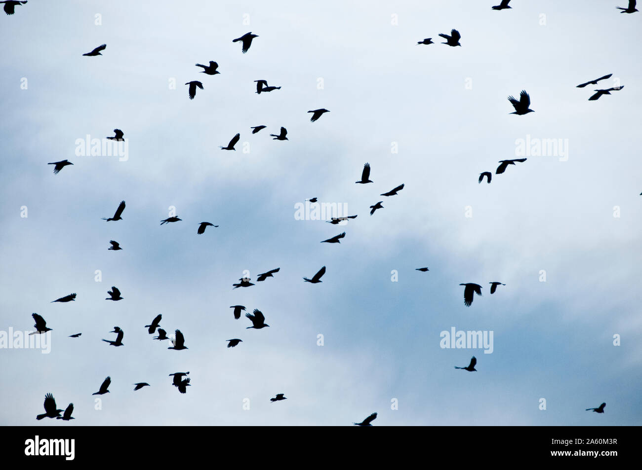 Flock Of Crows Silhouette