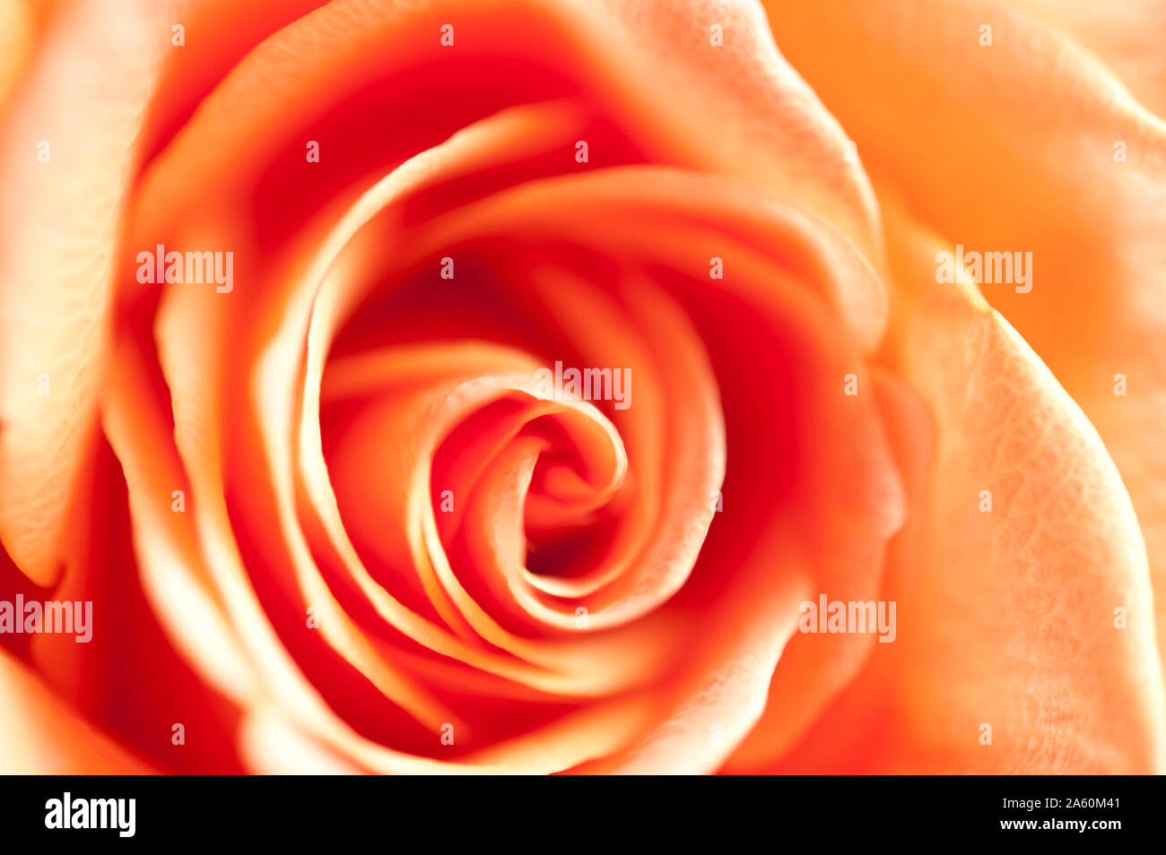 Salmon color rose hi-res stock photography and images - Alamy