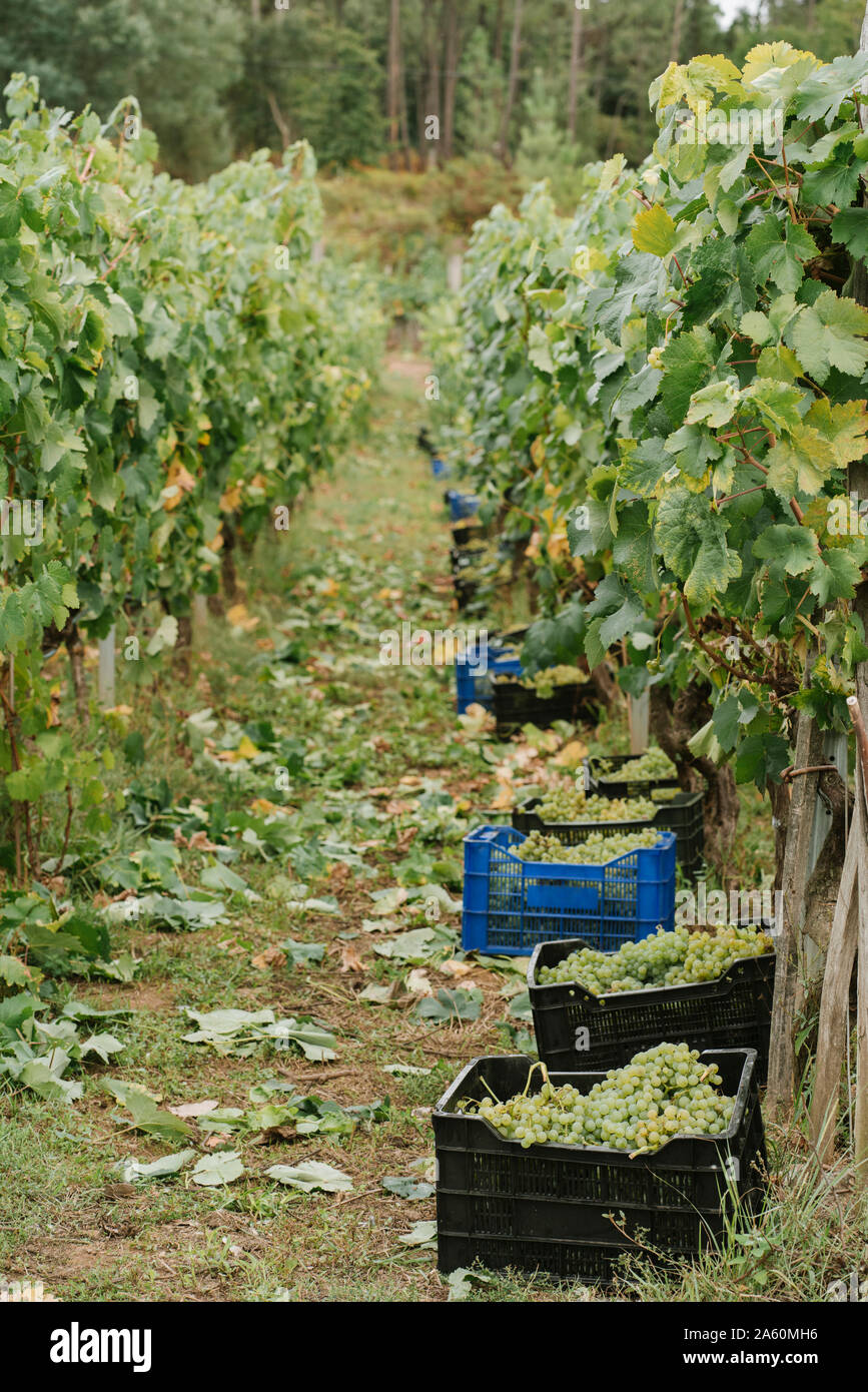 Grapes in boxes hi-res stock photography and images - Alamy