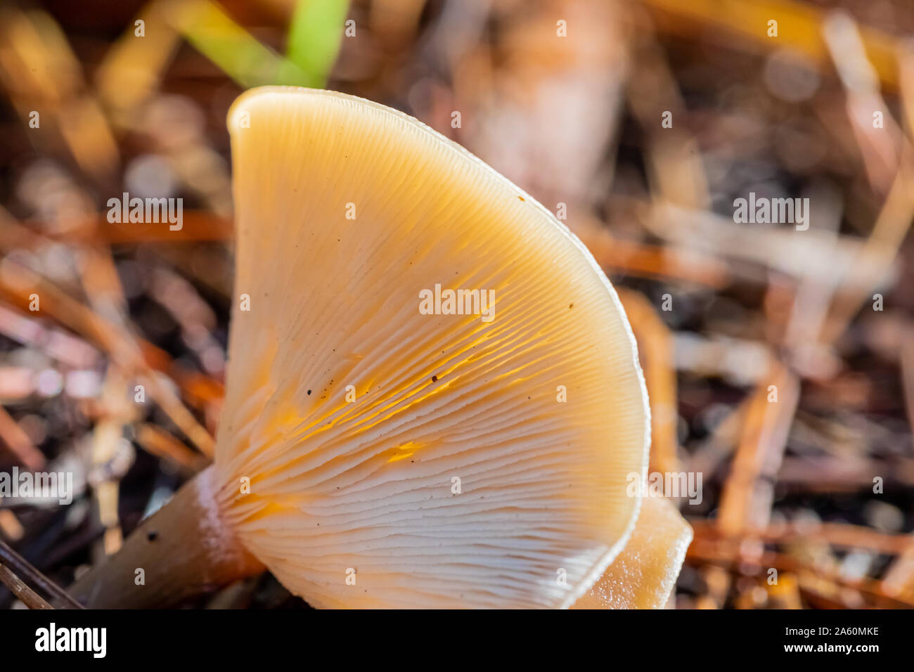 Close-up Tawny Funnel Mushrooms in a Pine Forest Plantation in Tokai ...