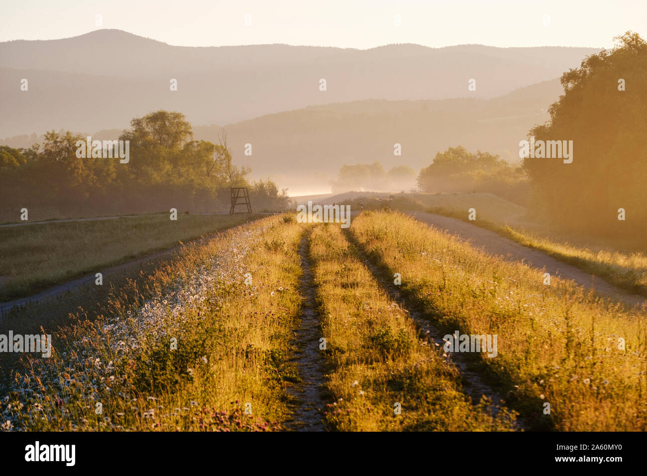 Pathway amidst grass with mountains in background during foggy weather hi-res stock photography ...