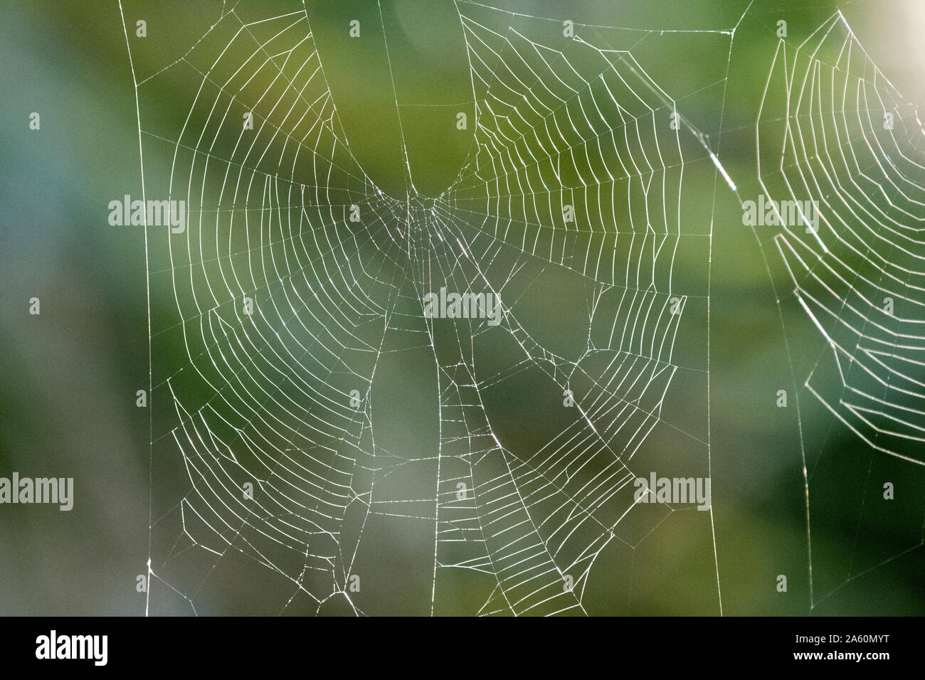 Fine spiders web hi-res stock photography and images - Alamy