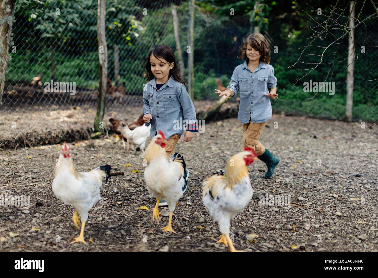 Two children chasing chickens on an organic farm Stock Photo - Alamy