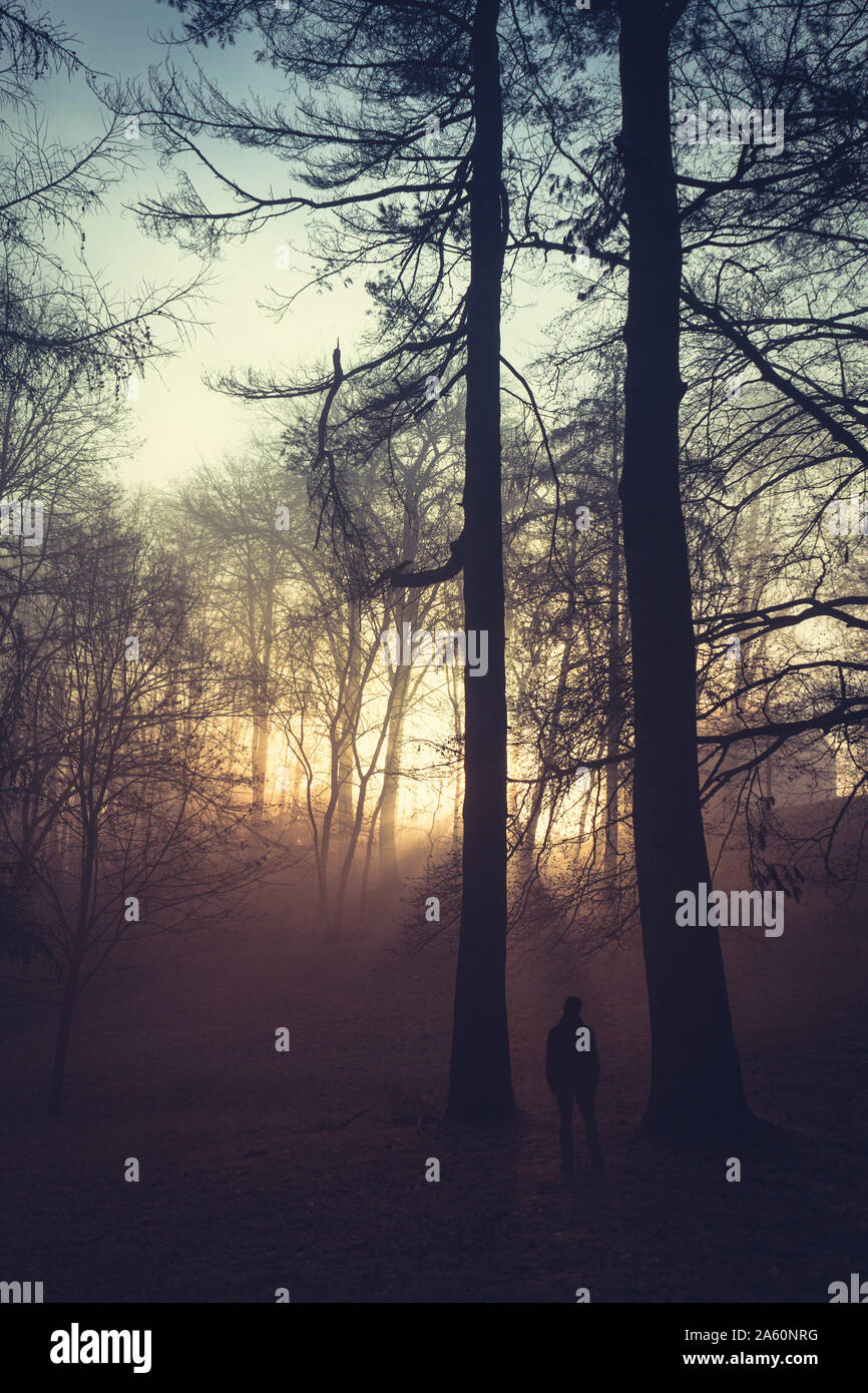 Silhouette of man standing between trees in the evening Stock Photo - Alamy