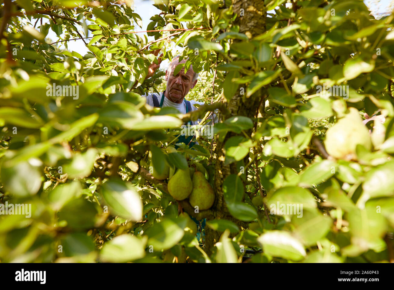 Organic farmer harvesting williams pears Stock Photo - Alamy