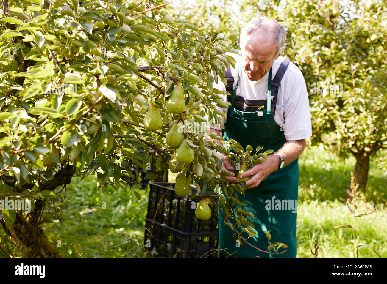 Organic farmer harvesting williams pears Stock Photo - Alamy