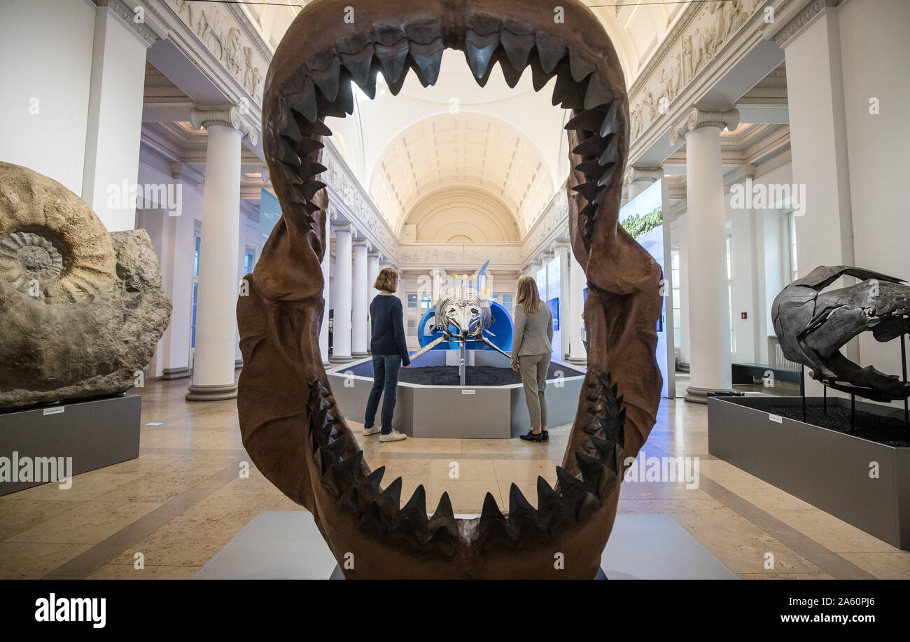 Megalodon hi-res stock photography and images - Alamy