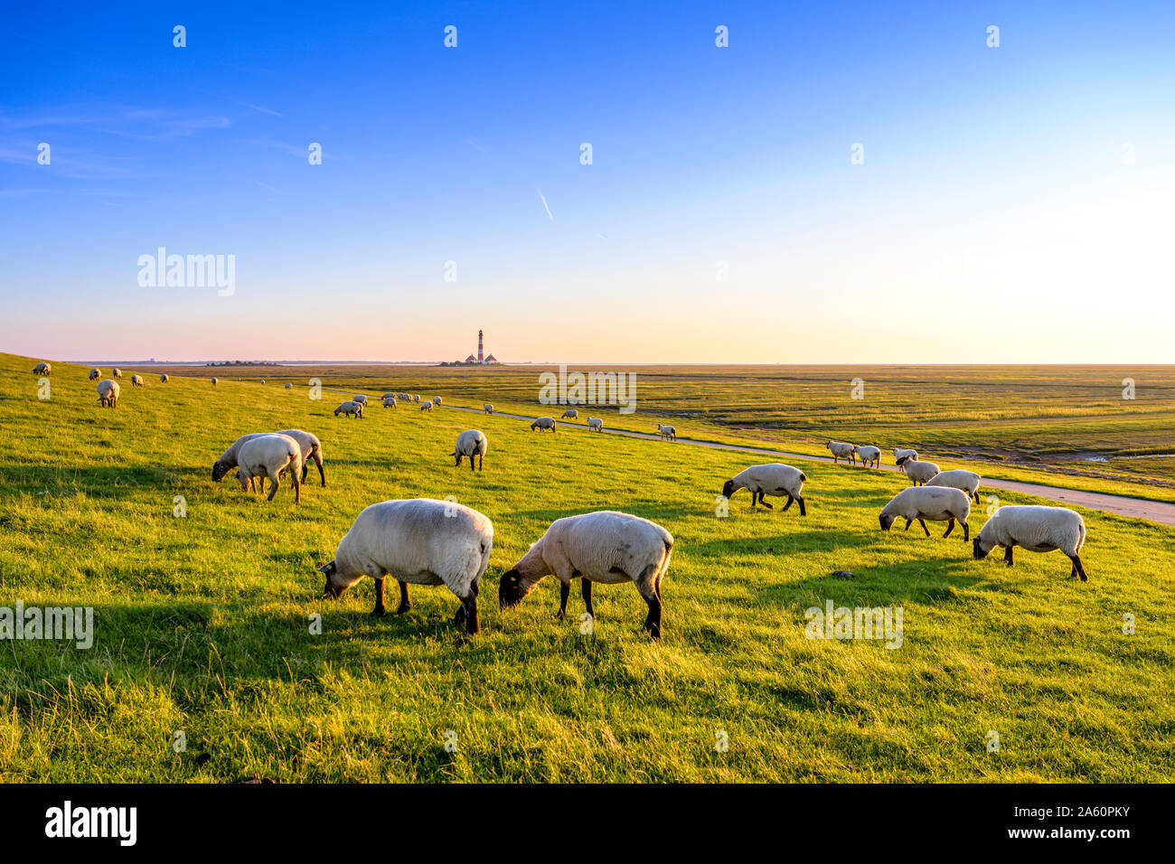 North sea water grazing sheep hi-res stock photography and images - Alamy