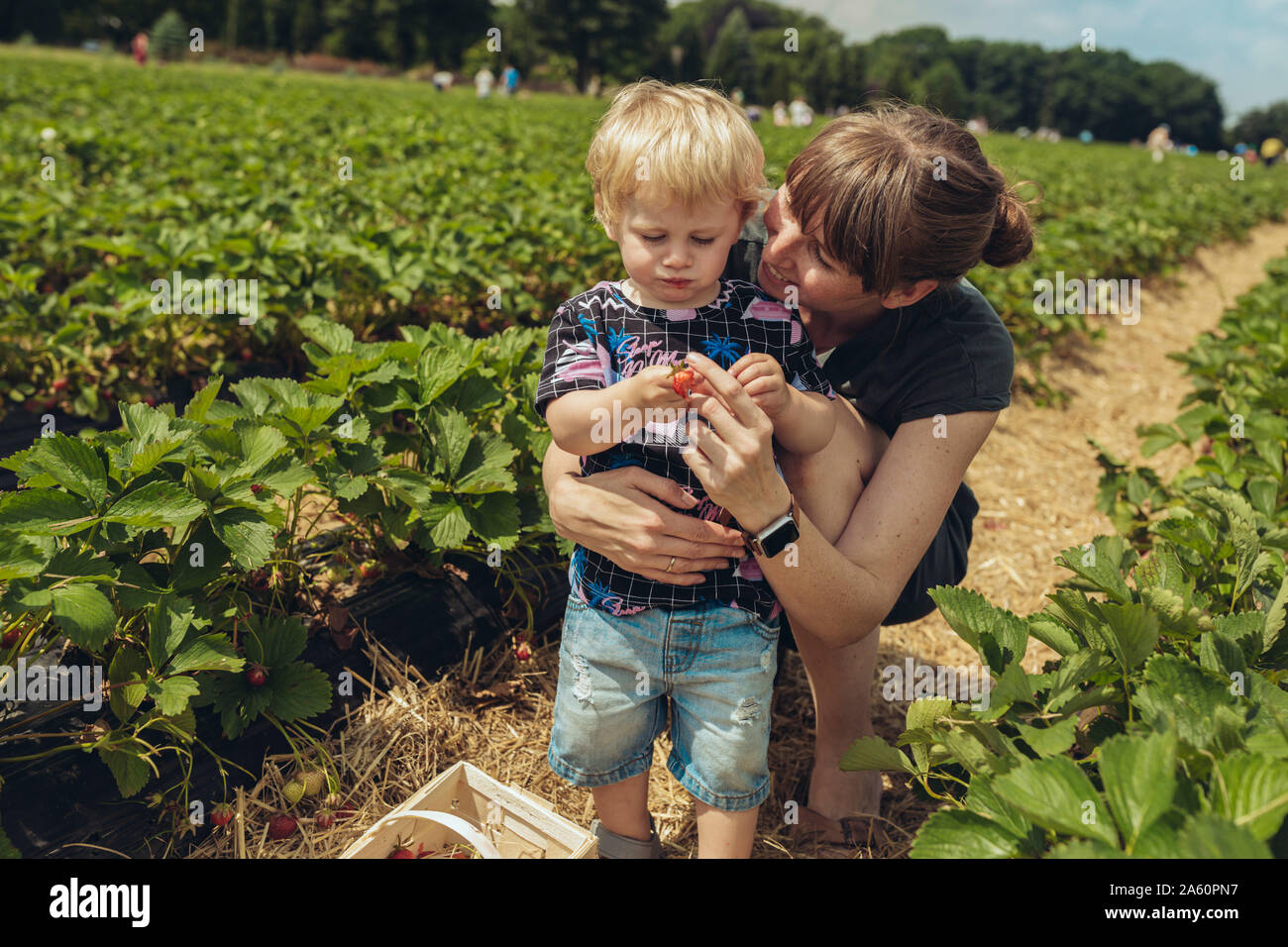 Mother and son picking strawberries in strawberry plantation Stock ...