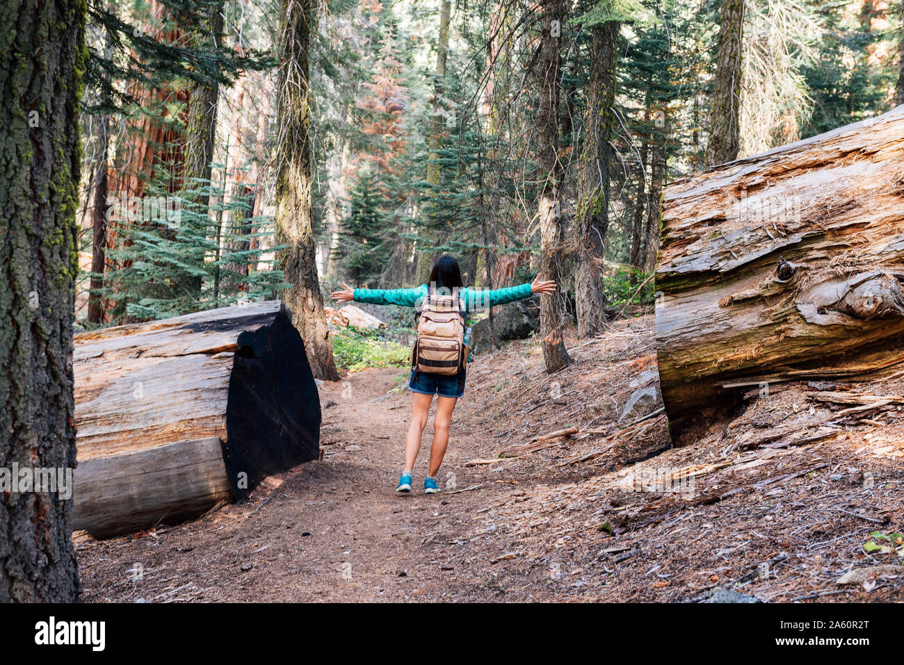 Giant sequoia person hi-res stock photography and images - Alamy