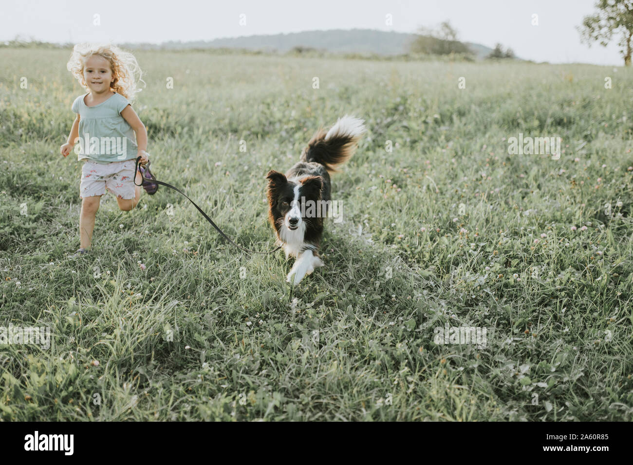 Happy dog in countryside hi-res stock photography and images - Alamy