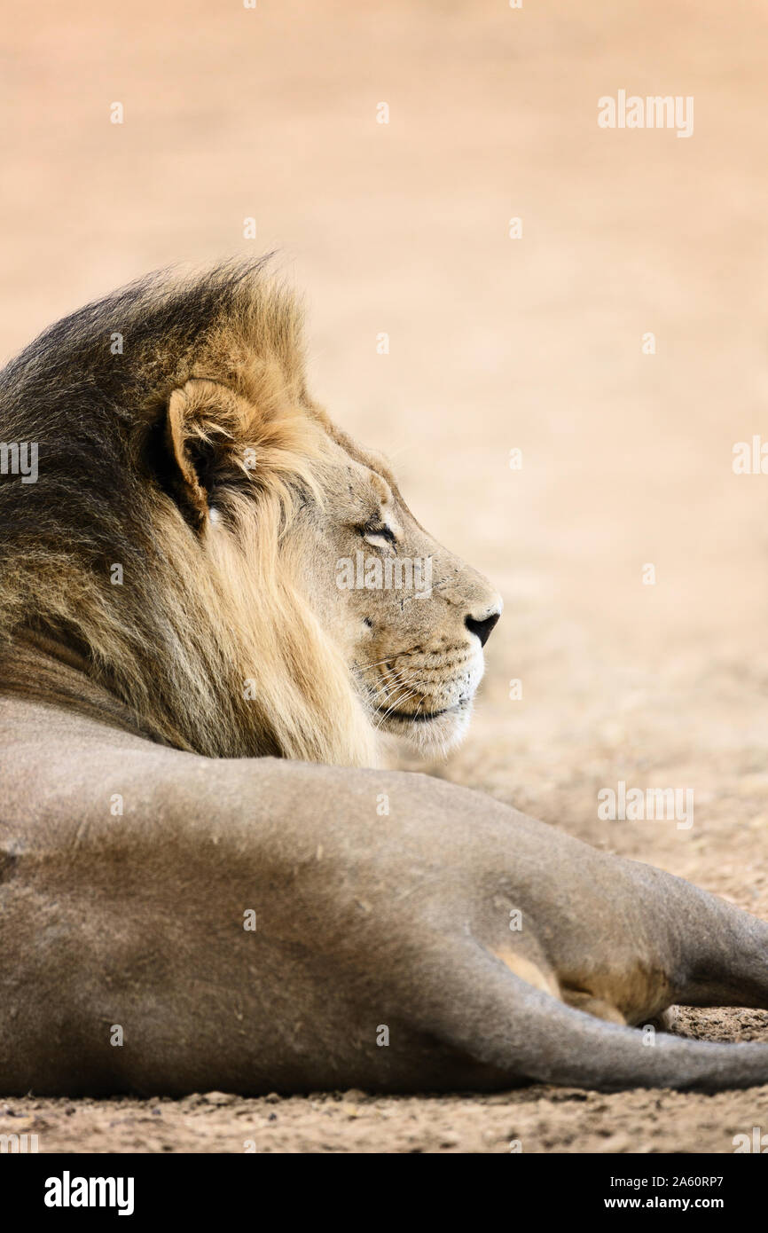 Lion side view hi-res stock photography and images - Alamy