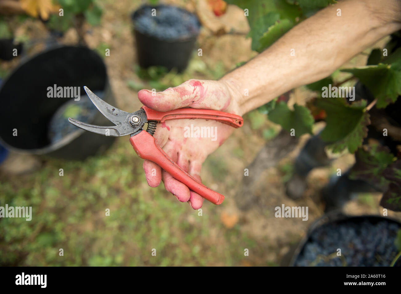 Hand with a tool for harvesting grapes Stock Photo - Alamy
