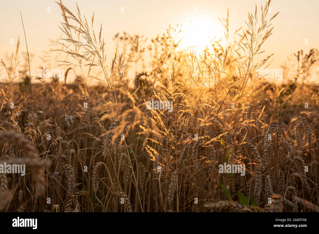 Wheat field in the evening Stock Photo - Alamy