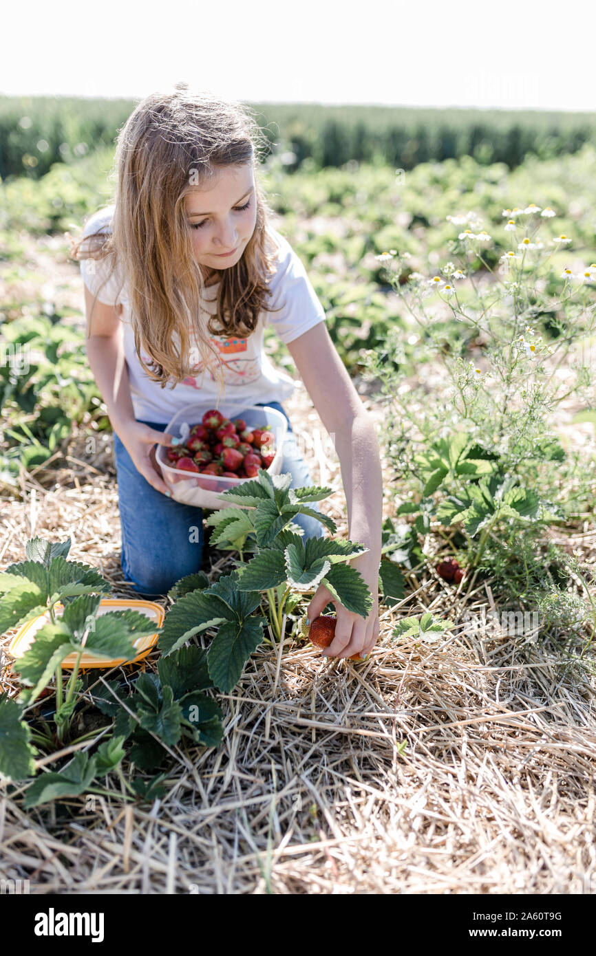 10 11 years field strawberry hi-res stock photography and images - Alamy