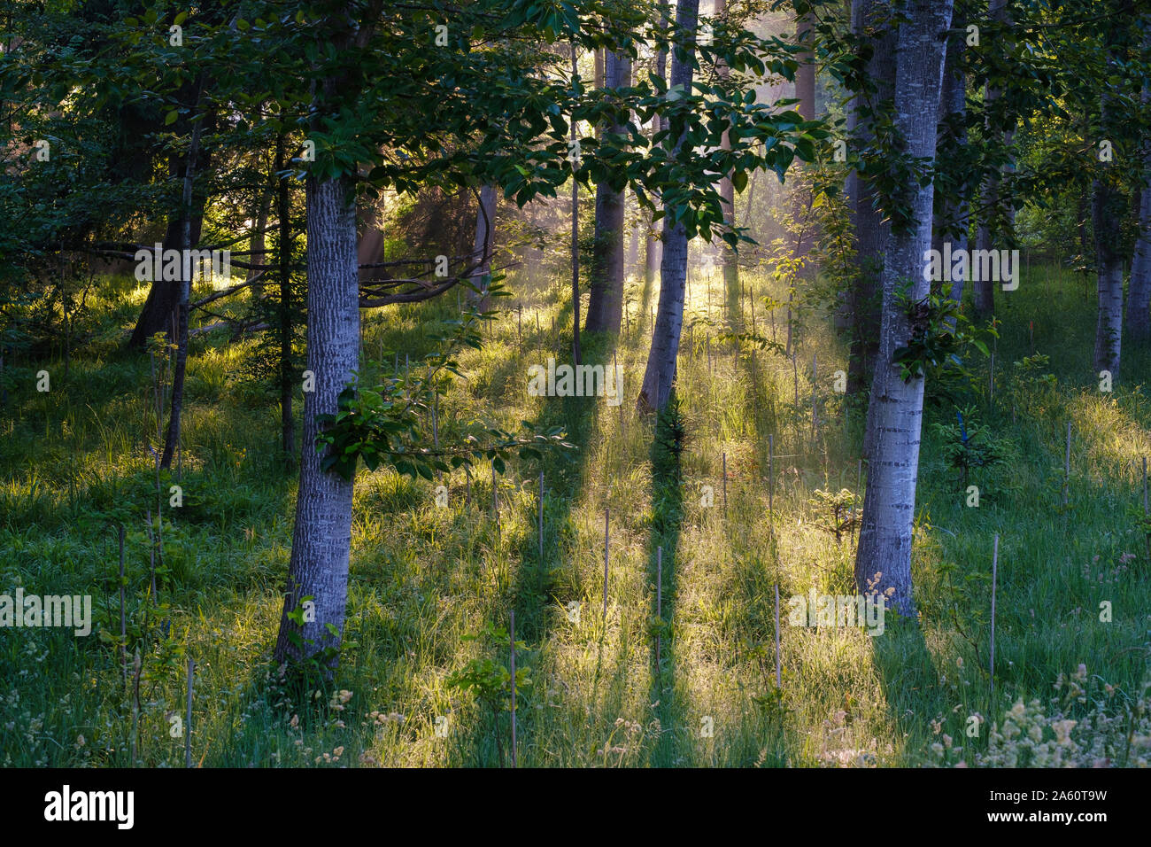 Forest characteristics hi-res stock photography and images - Alamy