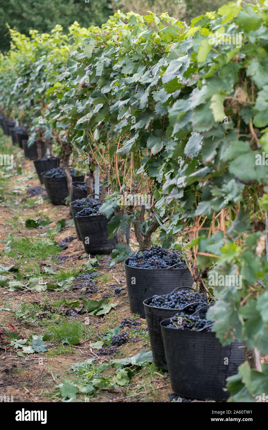 Grapes harvest basket hi-res stock photography and images - Alamy