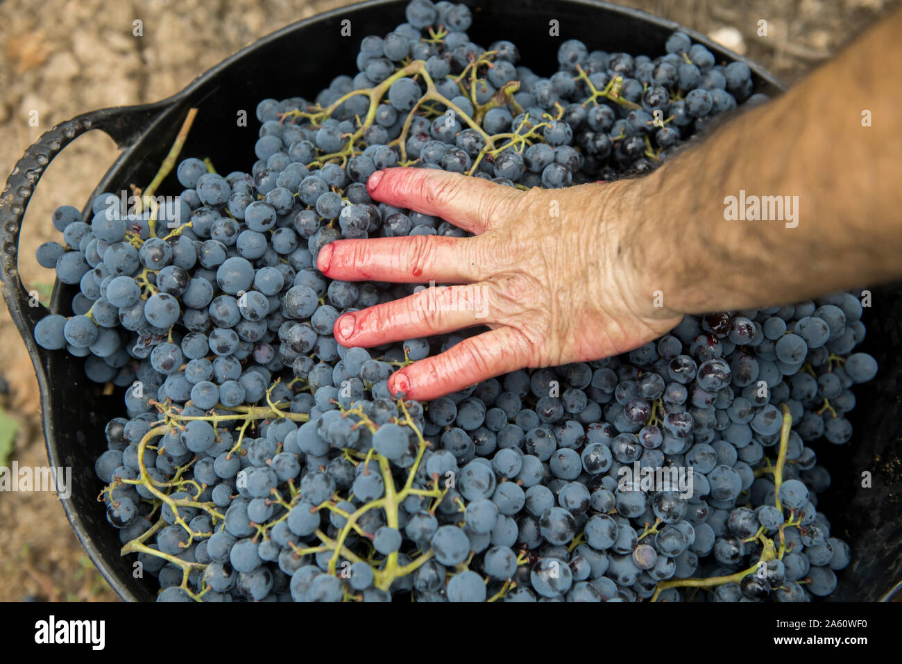 Man hands holding harvested grapes Stock Photo - Alamy