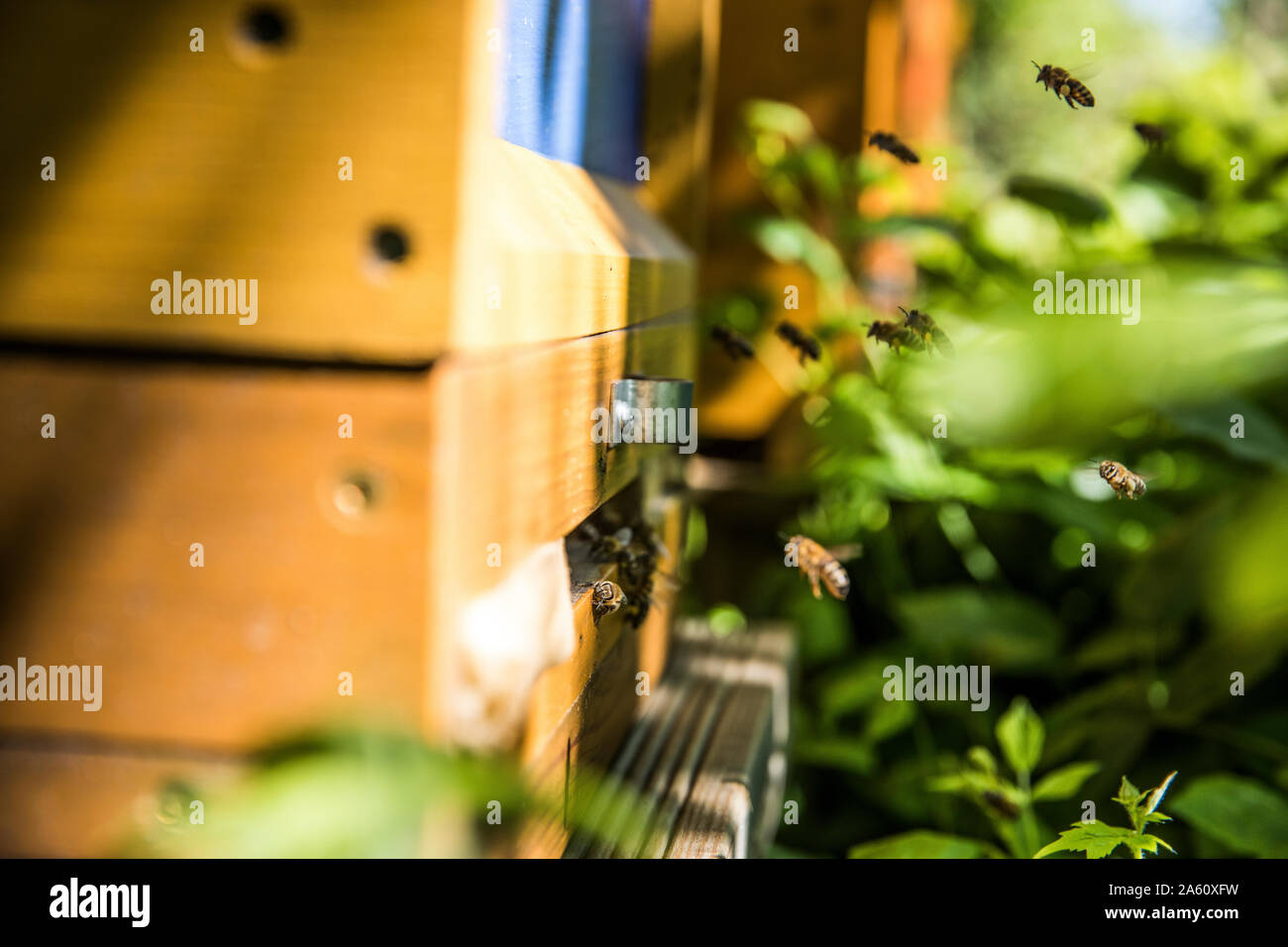 Close up image bees hi-res stock photography and images - Alamy