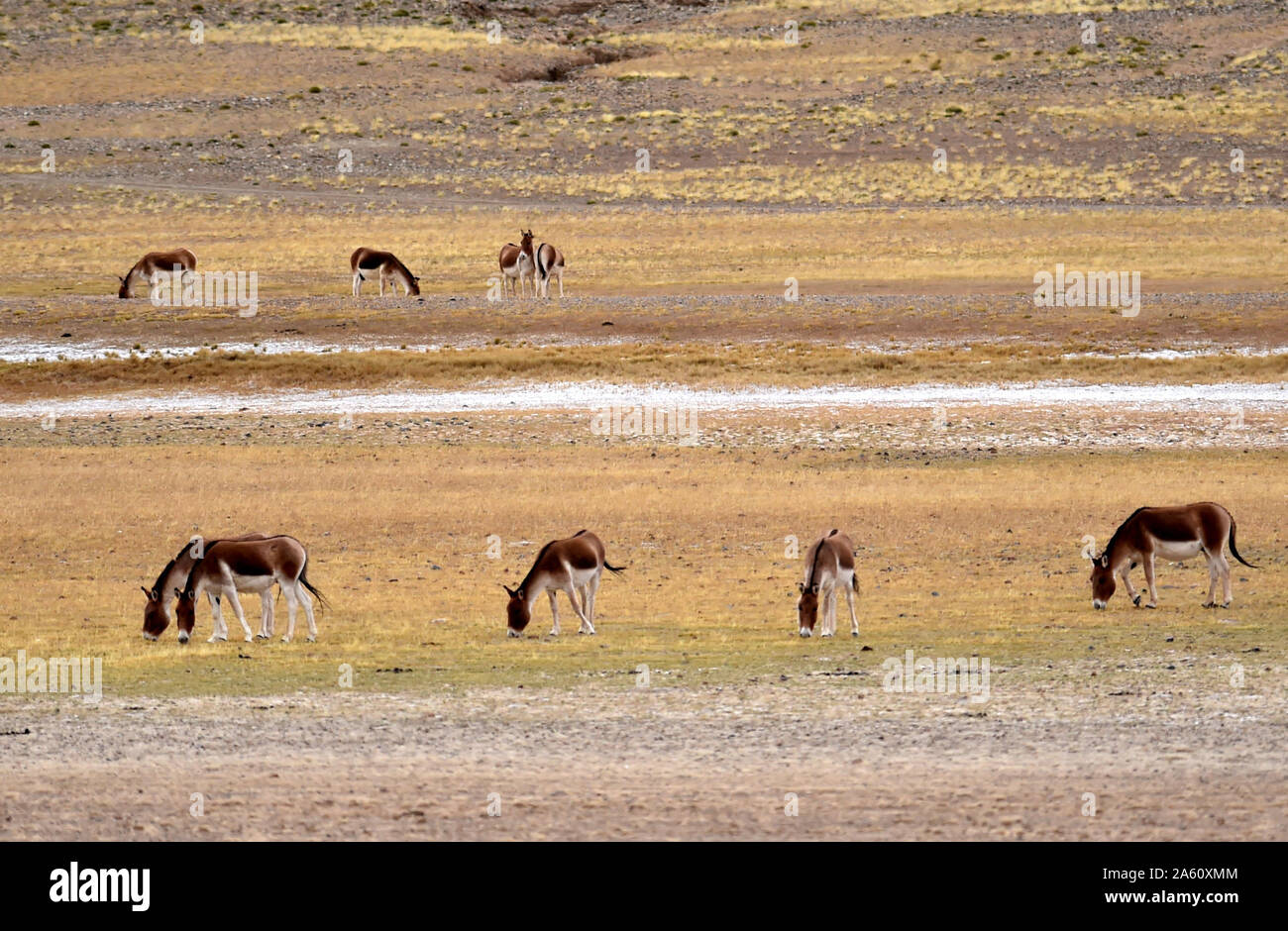 Equus kiang hi-res stock photography and images - Alamy