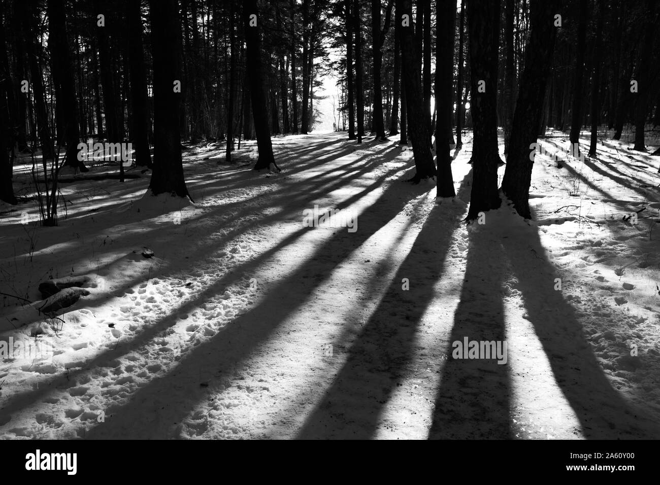 Trees with long shadows Black and White Stock Photos & Images - Alamy
