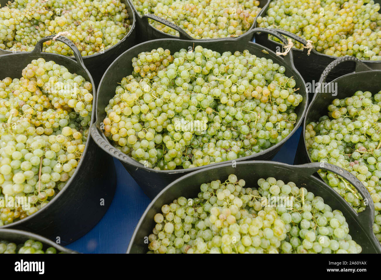 Tubes filled with harvested green grapes Stock Photo - Alamy